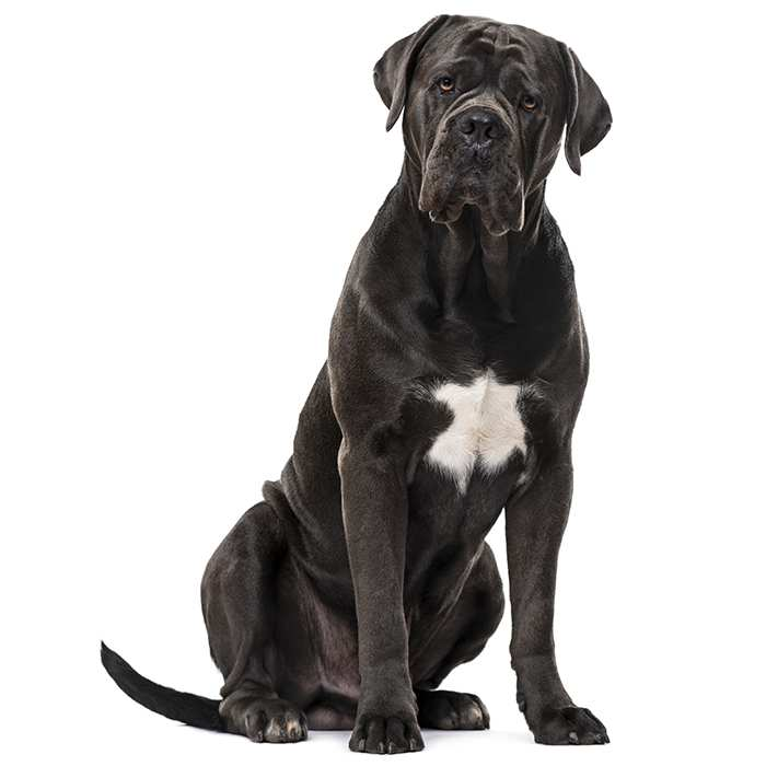 Cane Corso McDowall Veterinary Practice