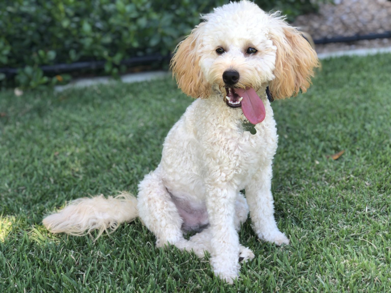 Emma dog - McDowall Veterinary Practice